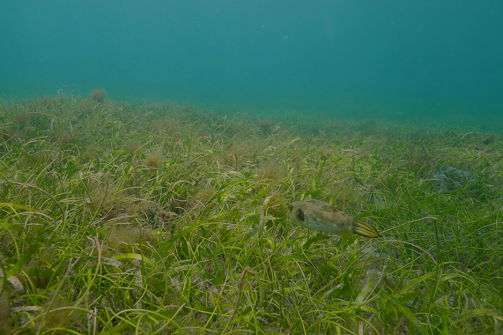 Seagrass meadow blue carbon - Greening Australia - Greening Australia