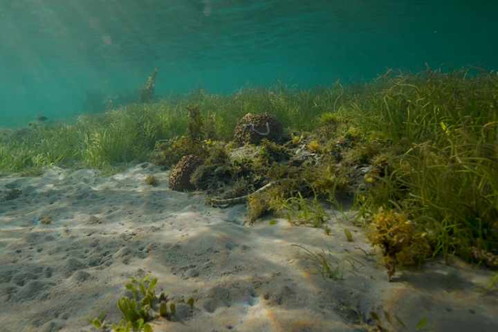Underwater Seagrass meadow blue carbon - Greening Australia - Greening ...