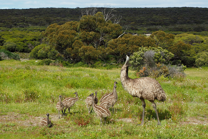 Emu Dad and Babies-SA_Karin-Holzknecht 790x525 - Greening Australia ...