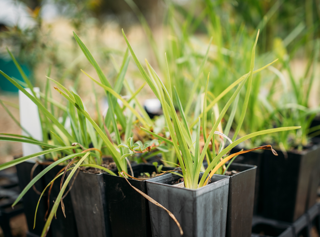 2020-11-30-Tree-Planting-1280x950 - Greening Australia - Greening Australia