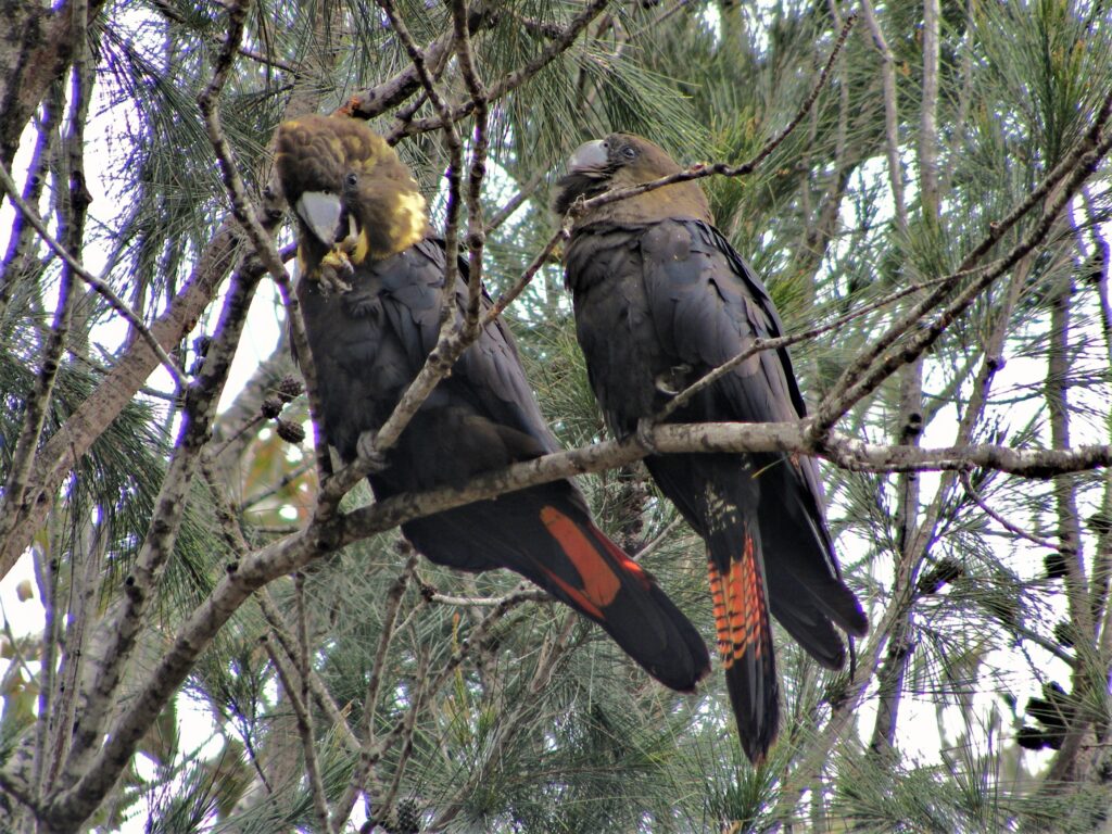 Saving our Species: Success for the Glossy Black-Cockatoo - Greening ...