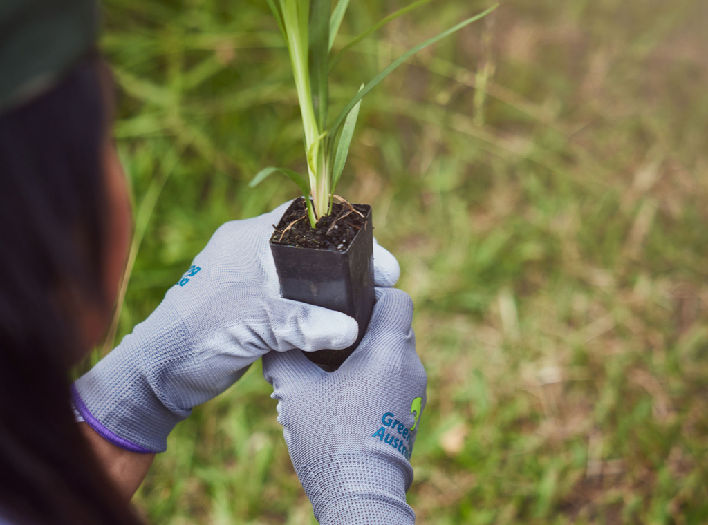 Lurnea HS Dec2022_Credit Tom Yau 1280x950 - Greening Australia ...