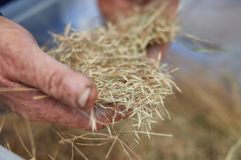 CBA partners with Greening Australia to expand native seed production ...