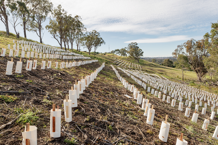 Greening Australia_tree planting day_3509 790x525 - Greening Australia ...