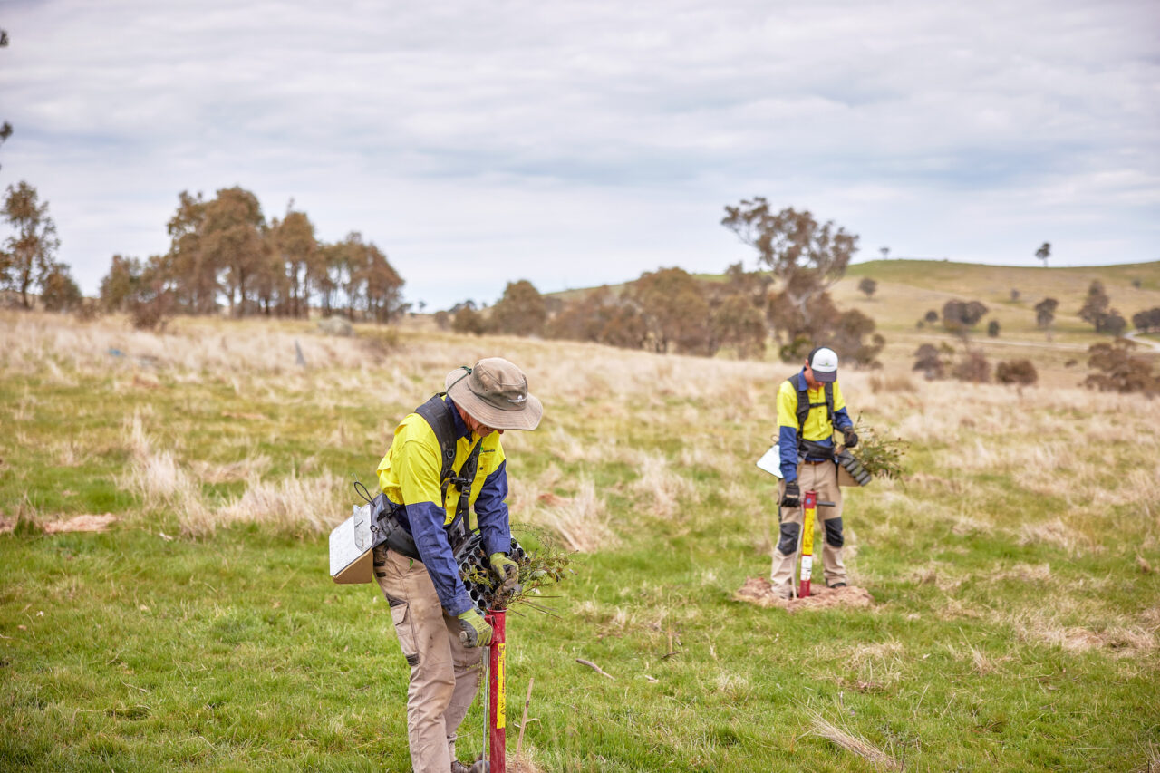 More than 1.9 million trees planted with Nestle in 2023 - Greening ...