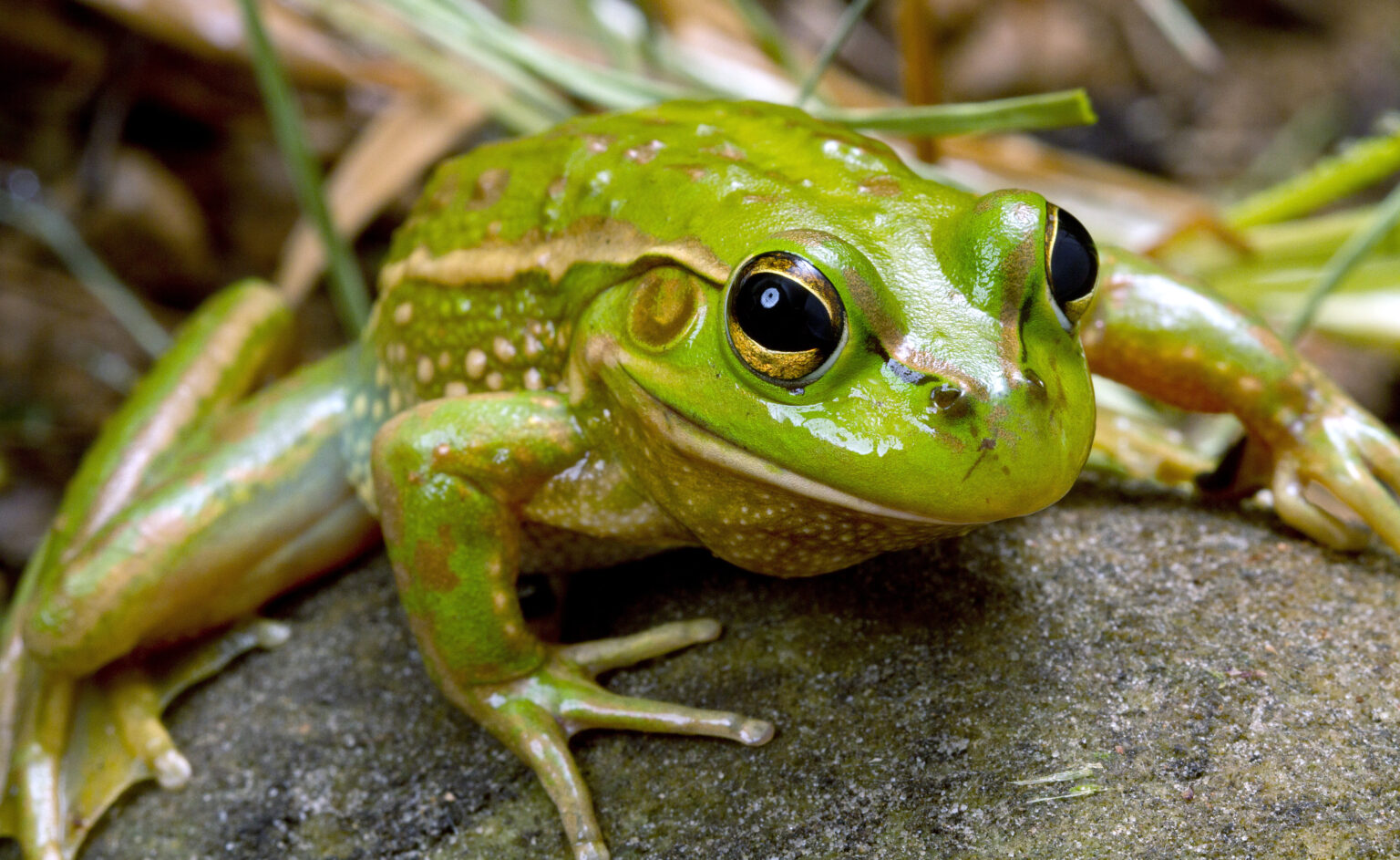 Litoria raniformis, Growling Grass Frog - Greening Australia - Greening ...