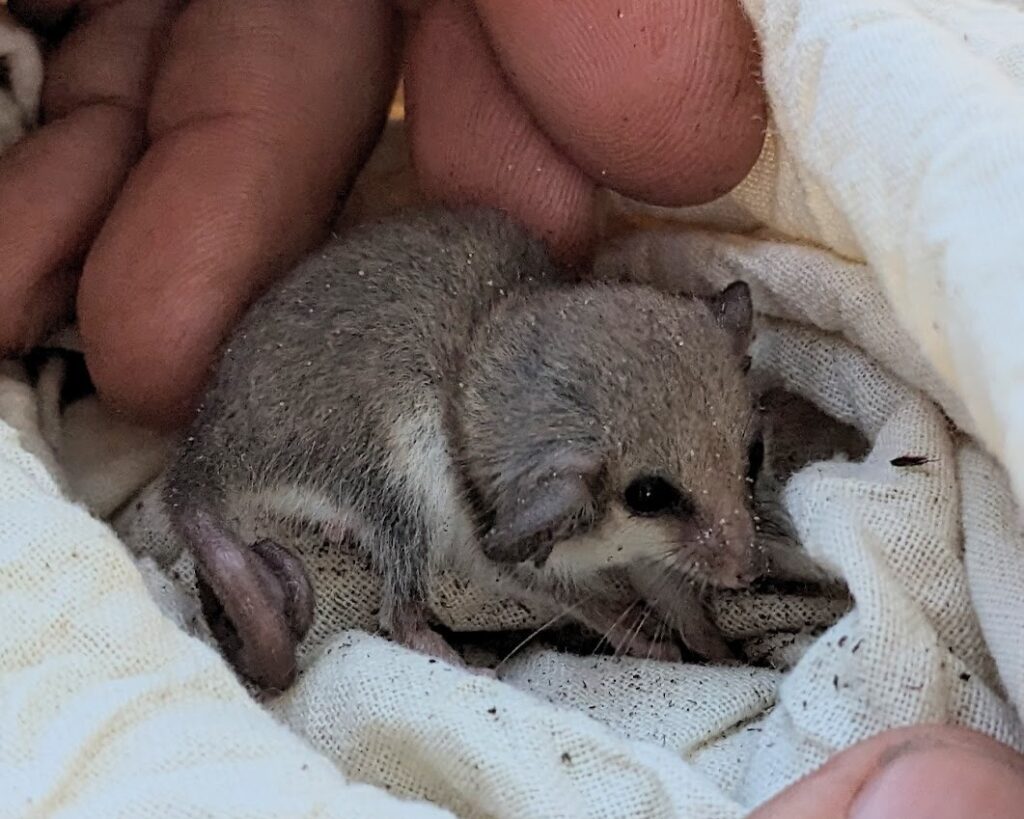 Cropped_PXL_20230404_024220044 Cercartetus_Western Pygmy Possum_credit ...