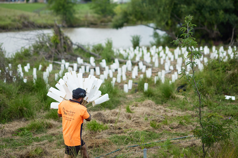 30,000 trees planted through Rewilding Sydney, more planting partners ...