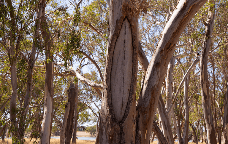 Engaging with cultural heritage: lessons and learnings - Greening Australia
