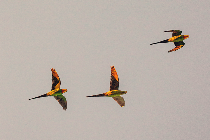 Superb Parrots in flight_Credit Mark Gillow CC BY 2.0 790x525 ...