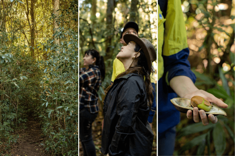 60,000 trees towards restoring critically endangered Big Scrub ...