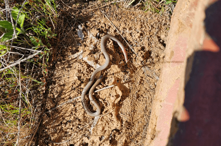 Pink-tailed Worm-lizard found in Scrape and Sow grassland - Greening ...