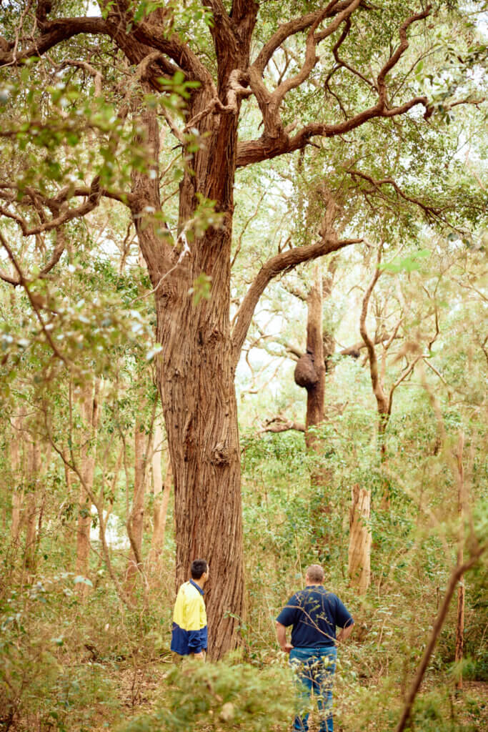 Critically endangered local tree species join 100,000 stems added to ...