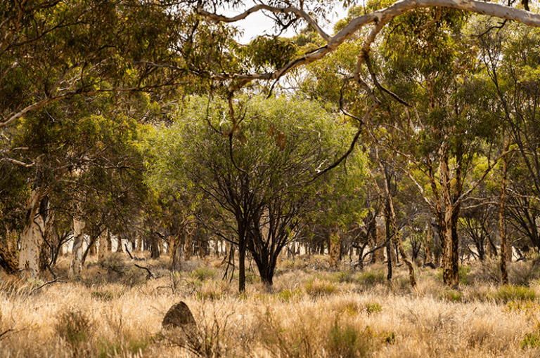 Accounting for Nature and measuring nature repair - Greening Australia