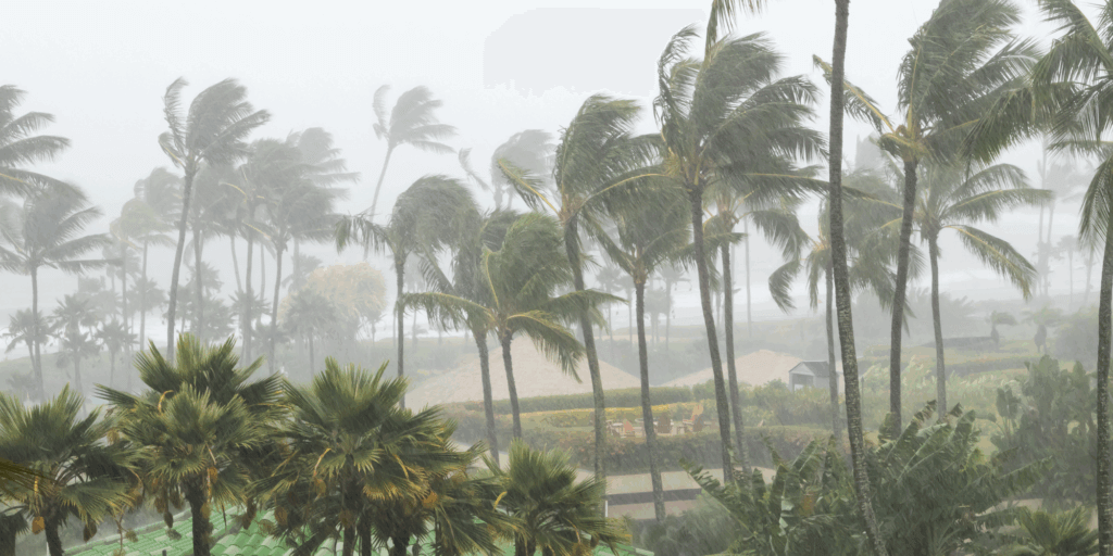 Planting for Resilience: Which Trees Survive Cyclones? - Greening ...
