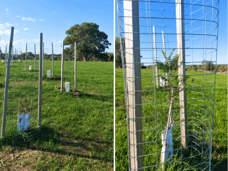 Fire-Aware Revegetation: How Green Firebreaks Can Build Landscape ...