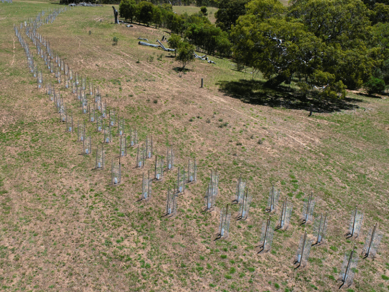 Fire-Aware Revegetation: How Green Firebreaks Can Build Landscape ...