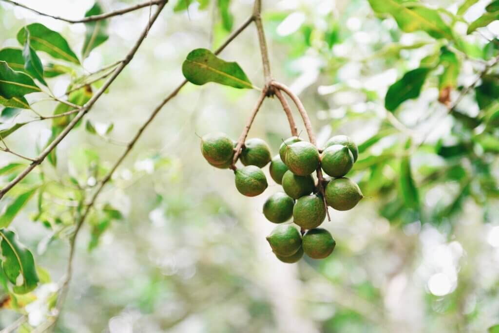 5 Australian Native Plants You Can Eat - Greening Australia